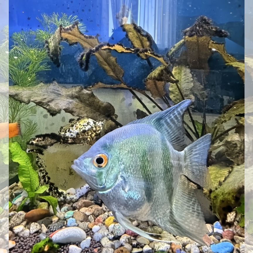 Продам двух скалярий