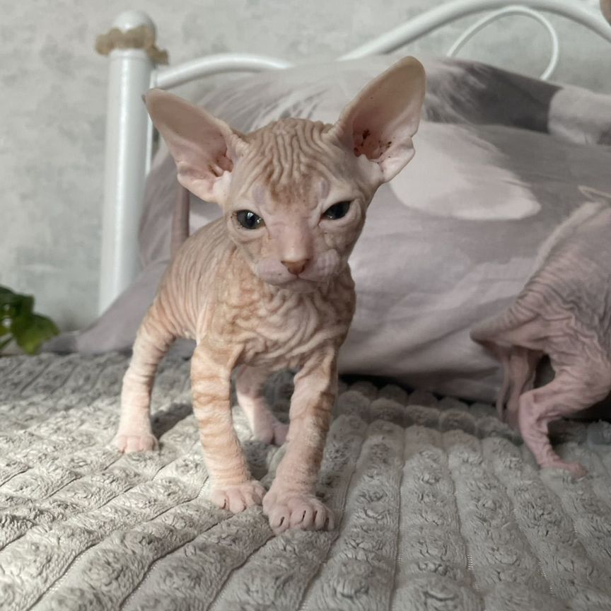 Котята сфинкс