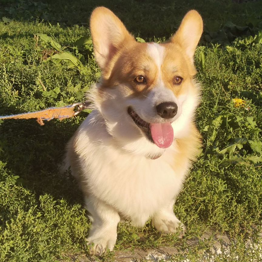 Вельш-корги пемброк вязка