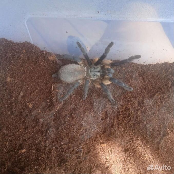 Паук птицеед Самка monocentropus balfouri