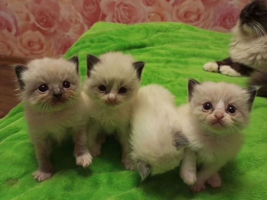 Котята рэгдолл