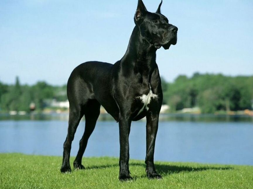 Собака в добрые руки отдам бесплатно