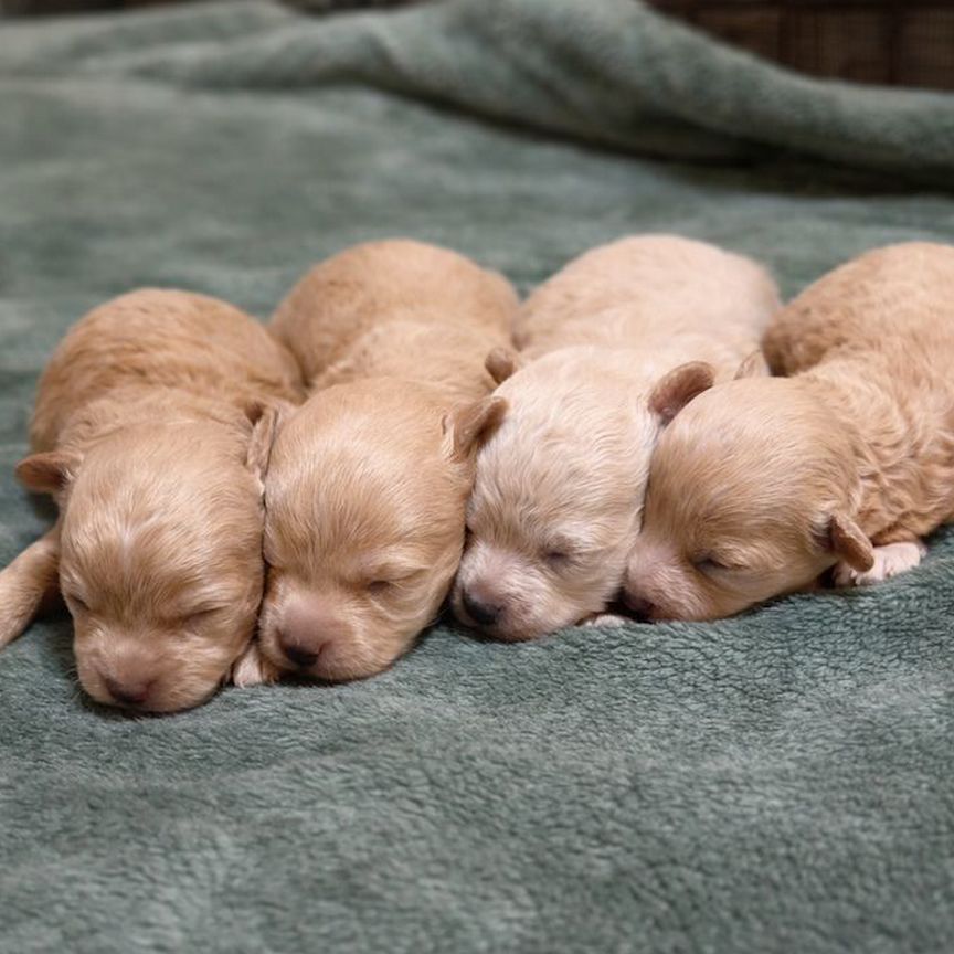 Мальтипу, щенок