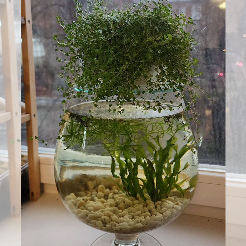 Аквариум бакал