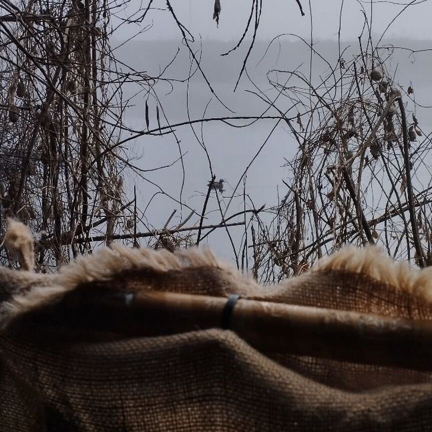 Подсадные утки для охоты