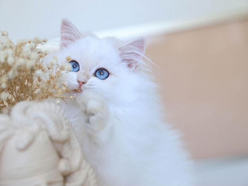 Кошка золотая шиншилла
