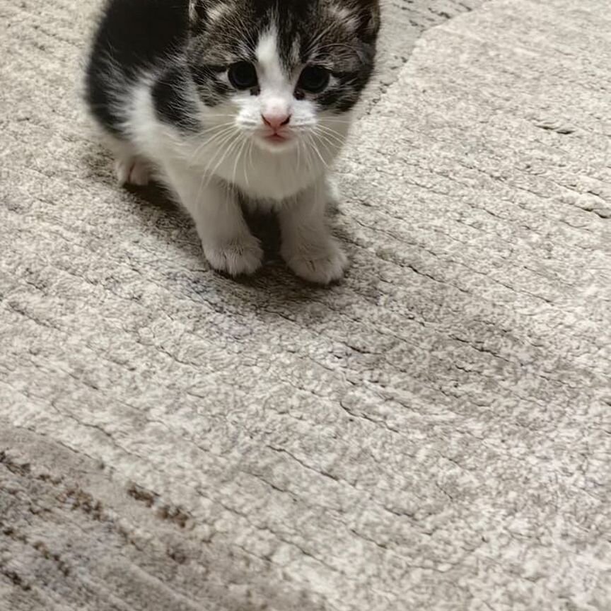 Котята в добрые руки приучены к лотку