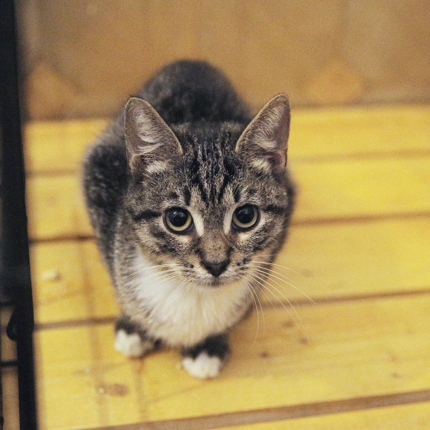 Котенок Оливье ищет дом