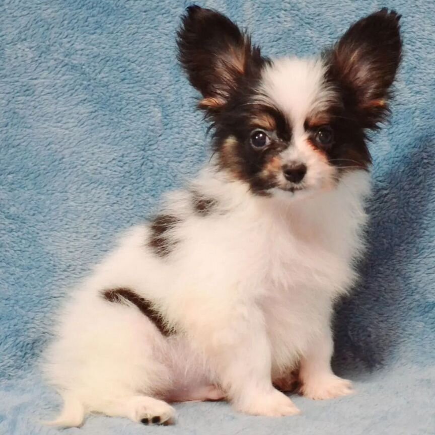 Континентальный той-спаниель папильон, щенок