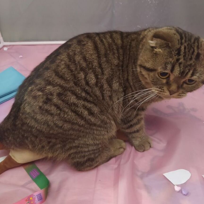 Шотландская вислоухая короткошёрстная кошка, взрослая