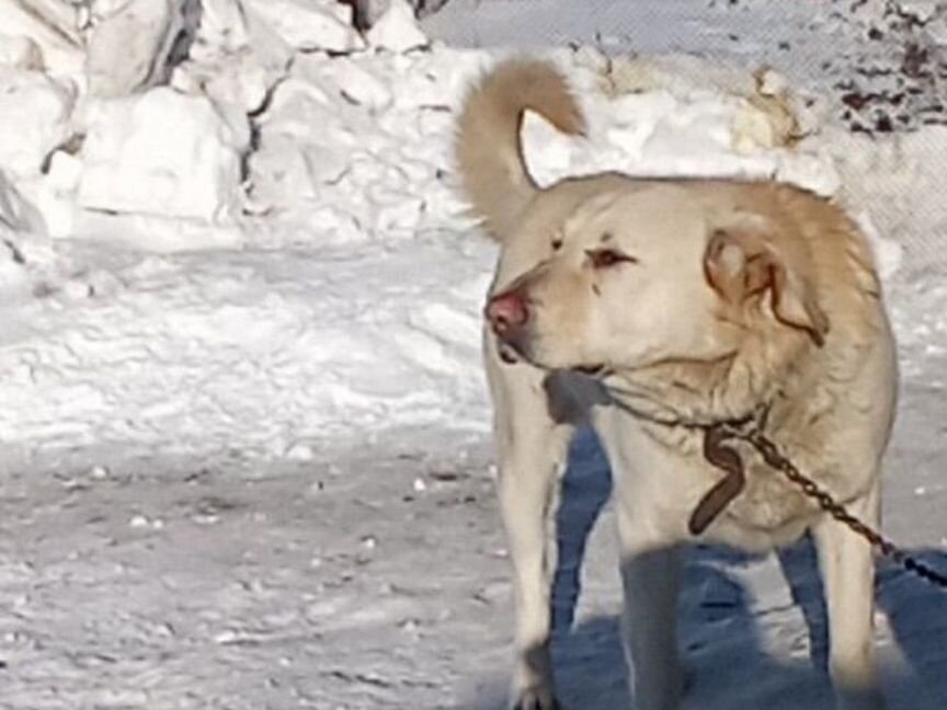 Собака в добрые руки