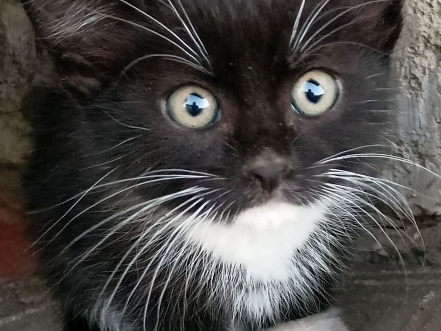 Котенок в добрые руки