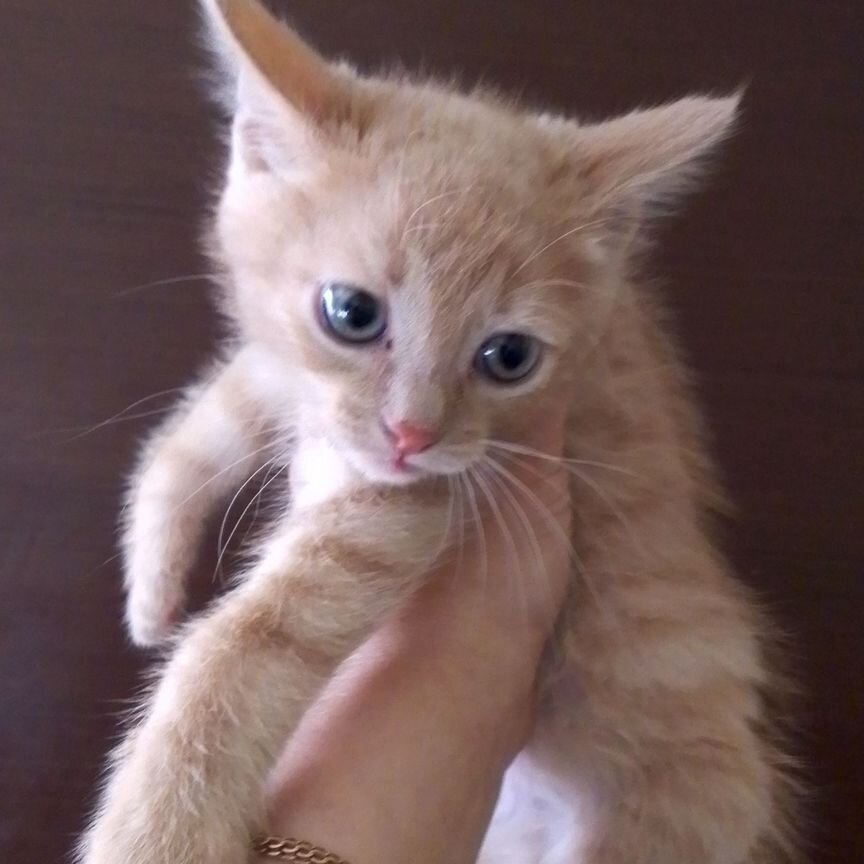Котёнок от частного владельца