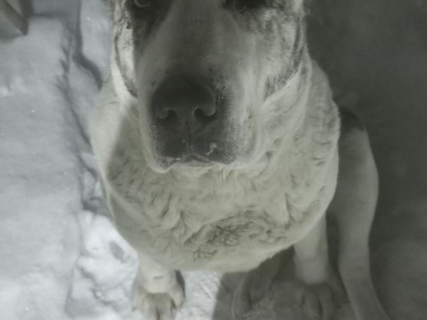 Алабай сука 3 года с документами