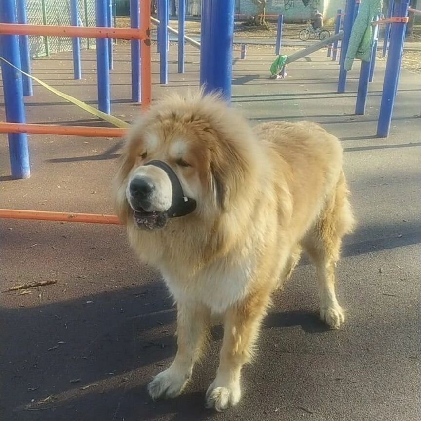 Отдам бесплатно собаку