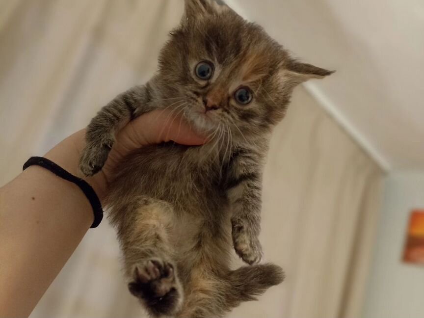 Котята