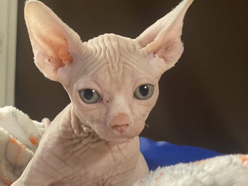 Канадский сфинкс котенок 1,5 месяца