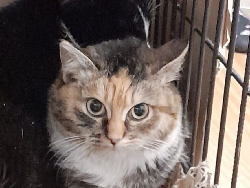 Кошечки из садов