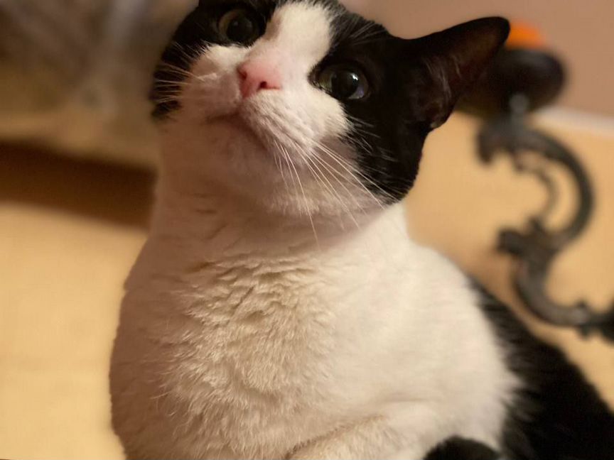 Кошка в дар бесплатно