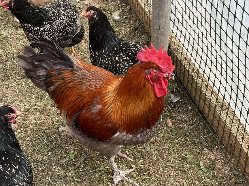 Петухи породы Маран