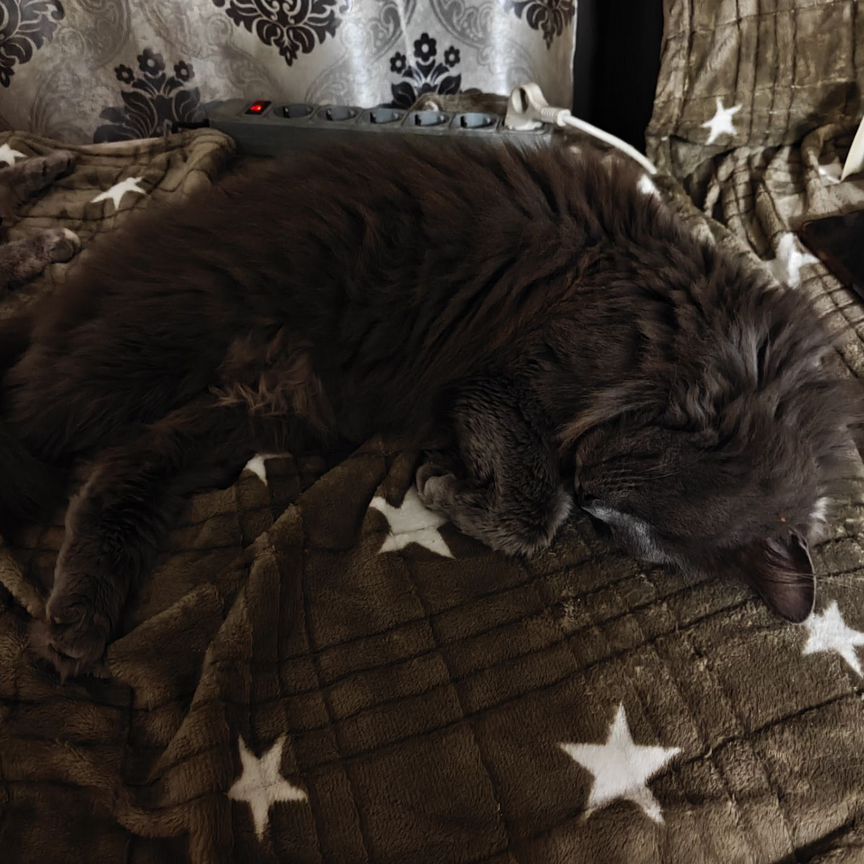 Британский длинношёрстный, взрослый кот