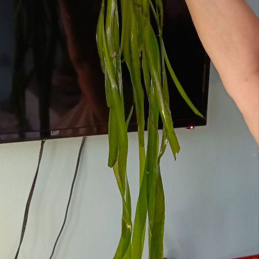 Аквариумные растения