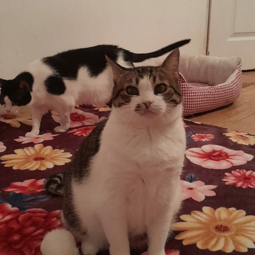 Кошечка