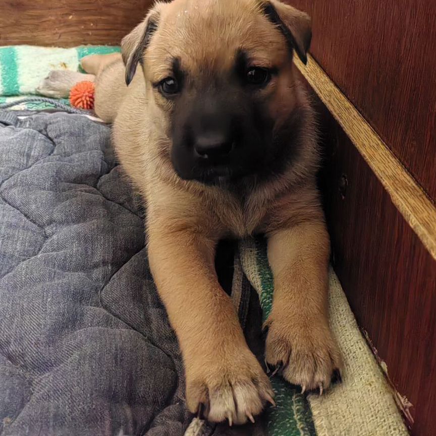 Волкособ, щенок