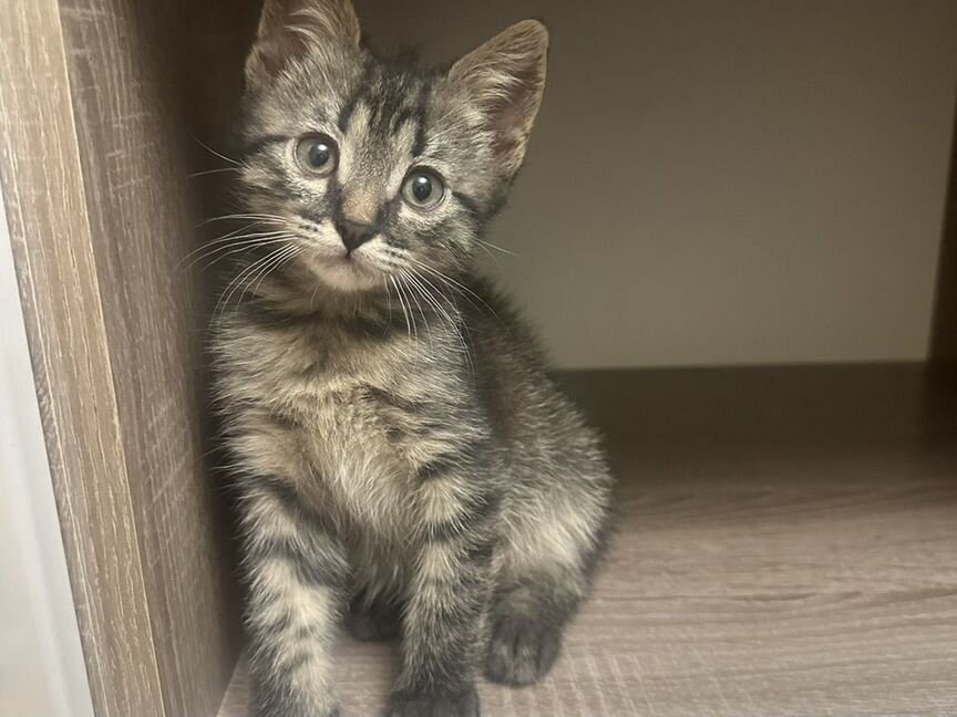 Очаровательный полосатик ищет дом