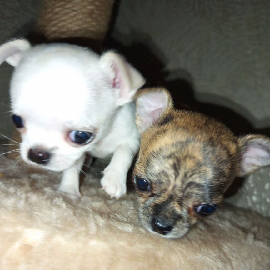 Чихуахуа, щенок