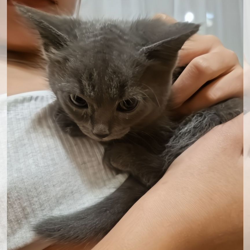 Британский длинношёрстный котёнок