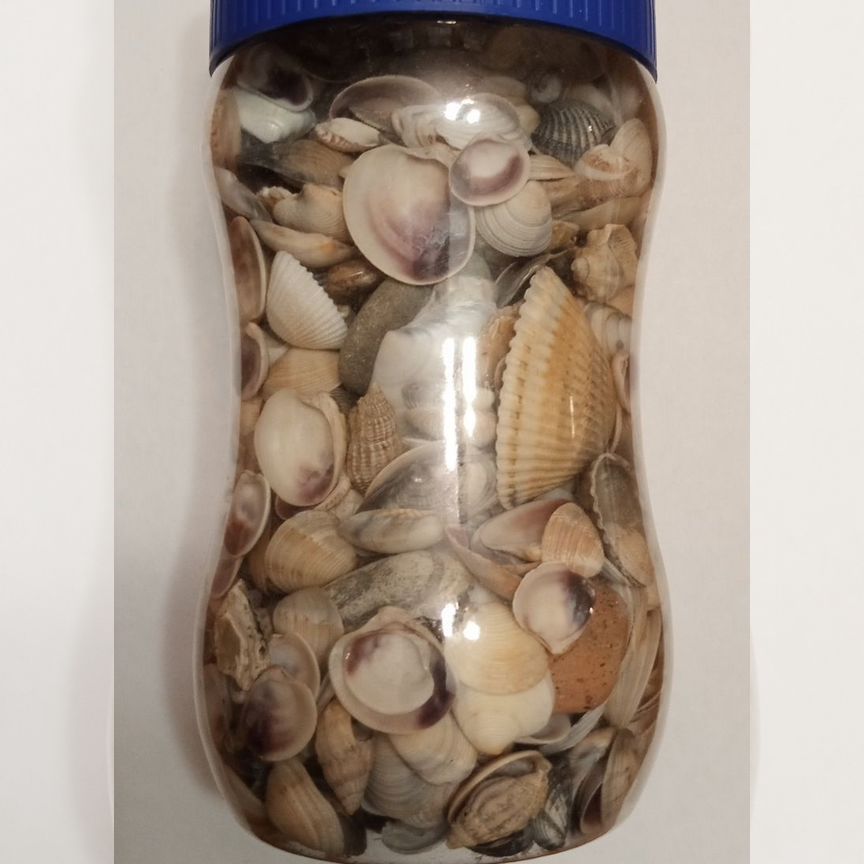 Ракушки для аквариума или творчества