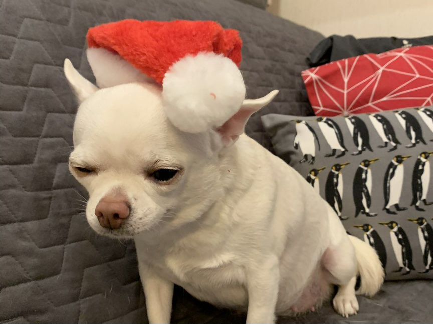 Шапочка для питомца