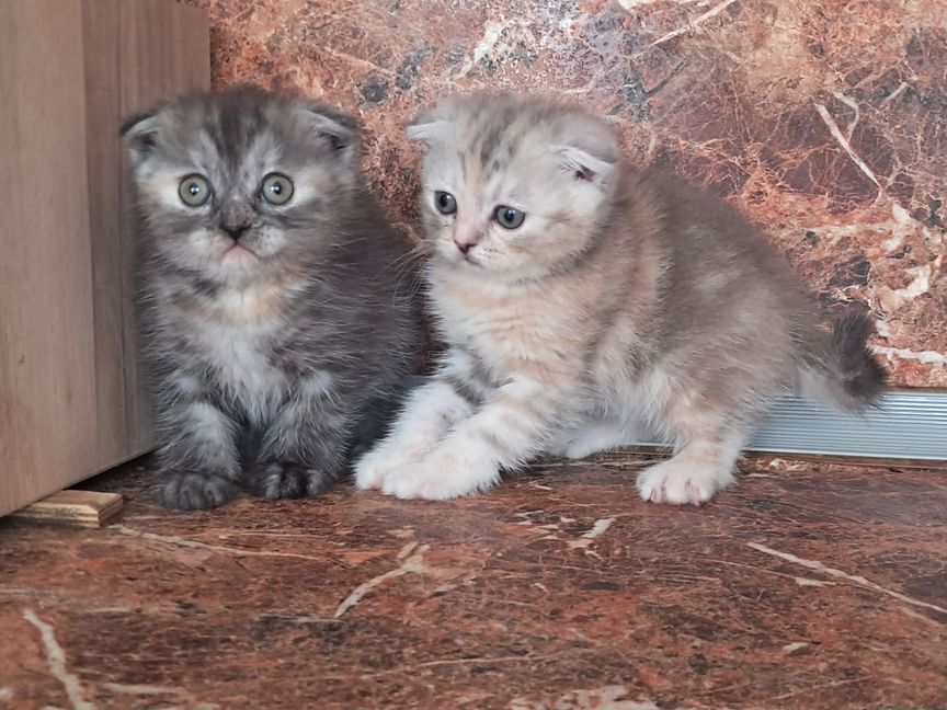 Шотландские красатули