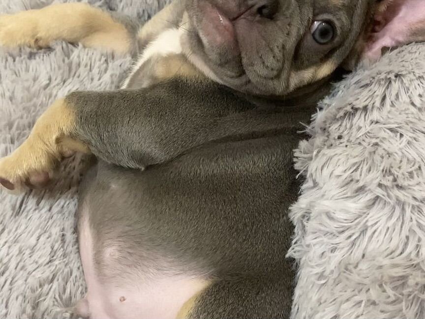 Французский бульдог