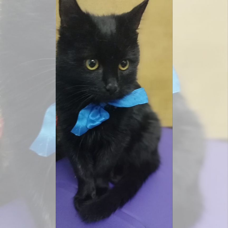 Шотландский вислоухий короткошёрстный котёнок