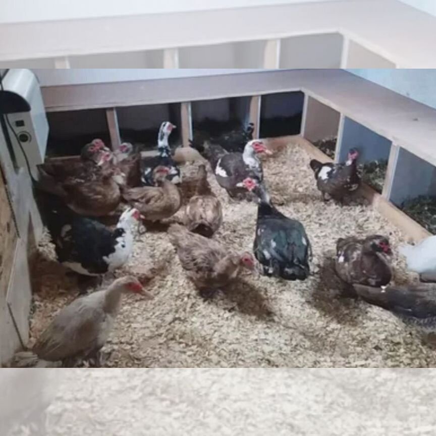 Мясо индоутки и курей