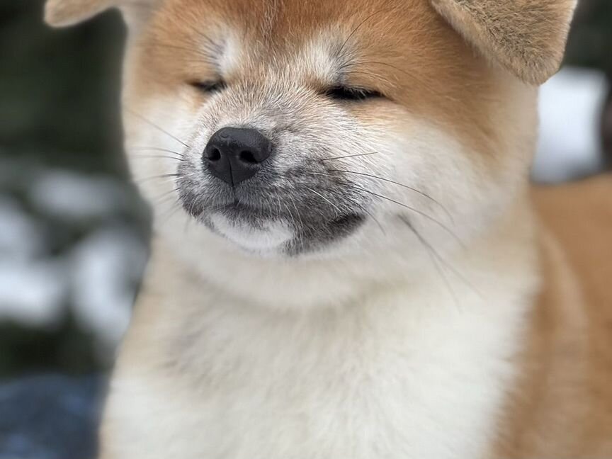 Щенок Хатико