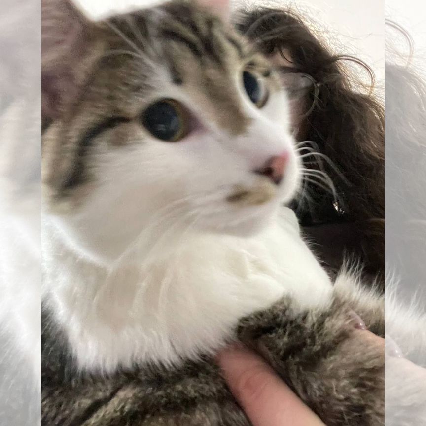 Котёнок в добрые руки
