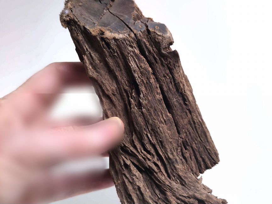 Мангровая коряга