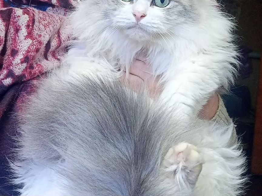 В добрые руки