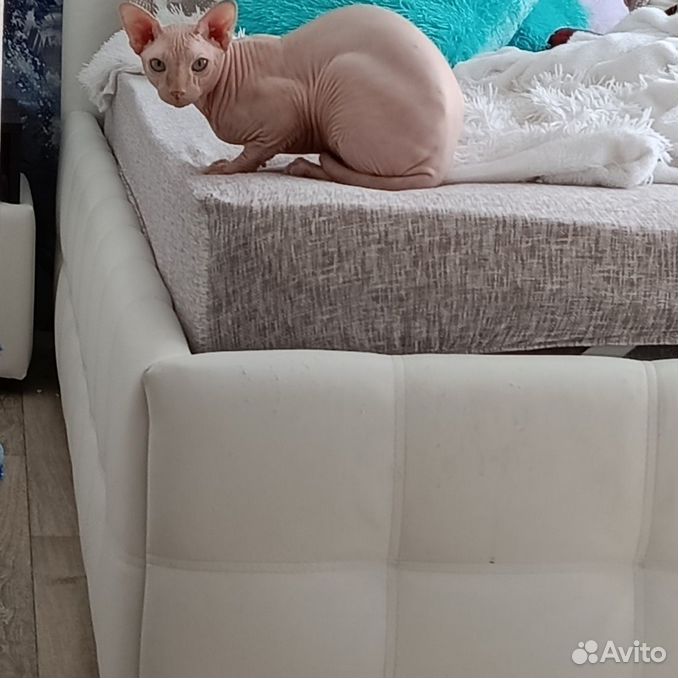 Канадский сфинкс для вязки
