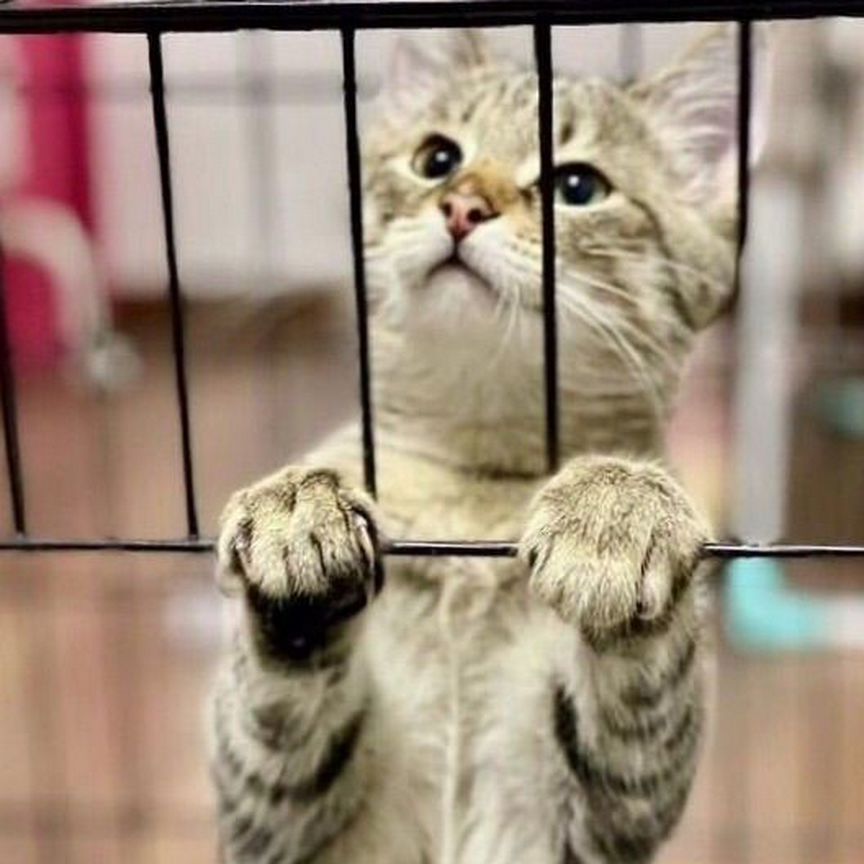 Котенок Мяу 4 мес