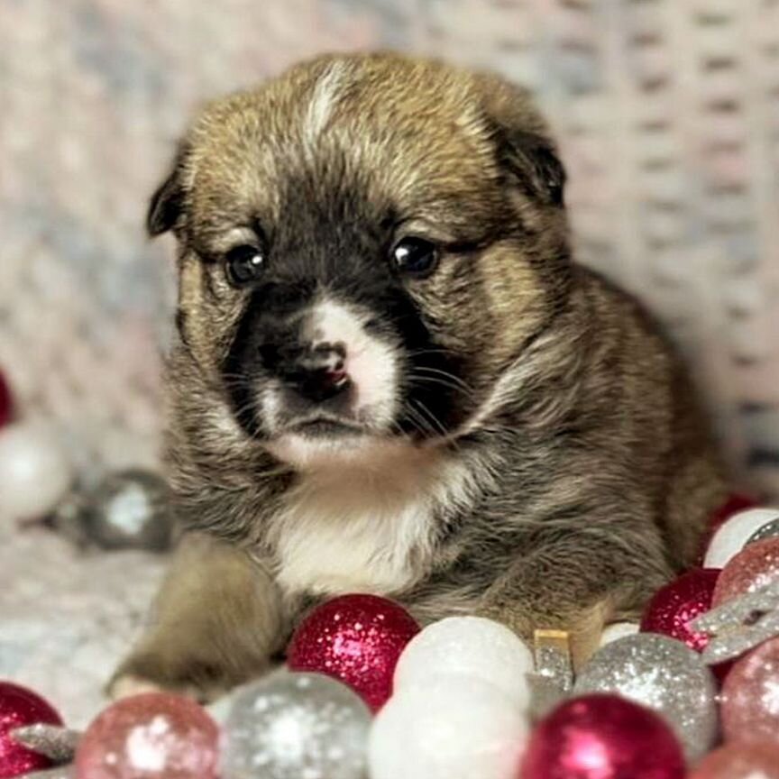 Щеночек в дар