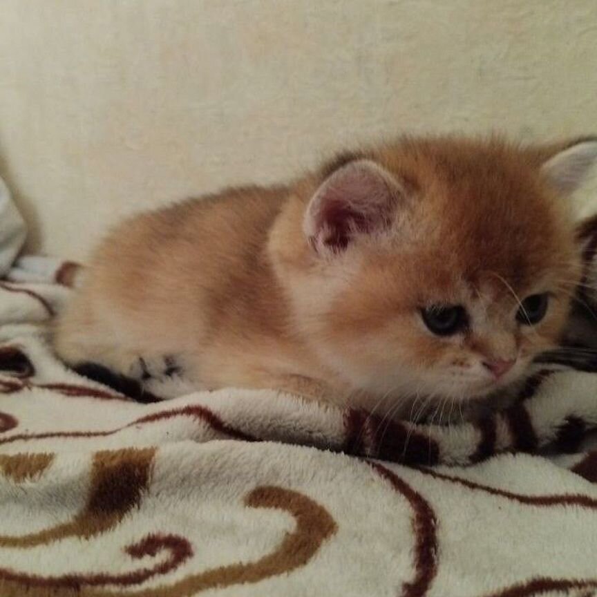 Золотая шиншилла мальчик