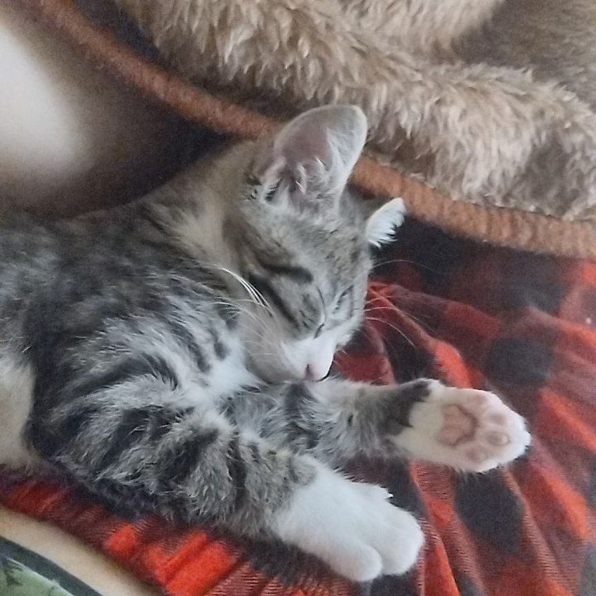 Котик Сырок