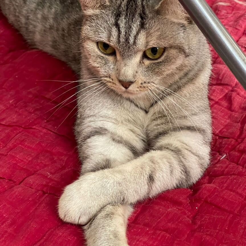 Отдам кота в добрые руки
