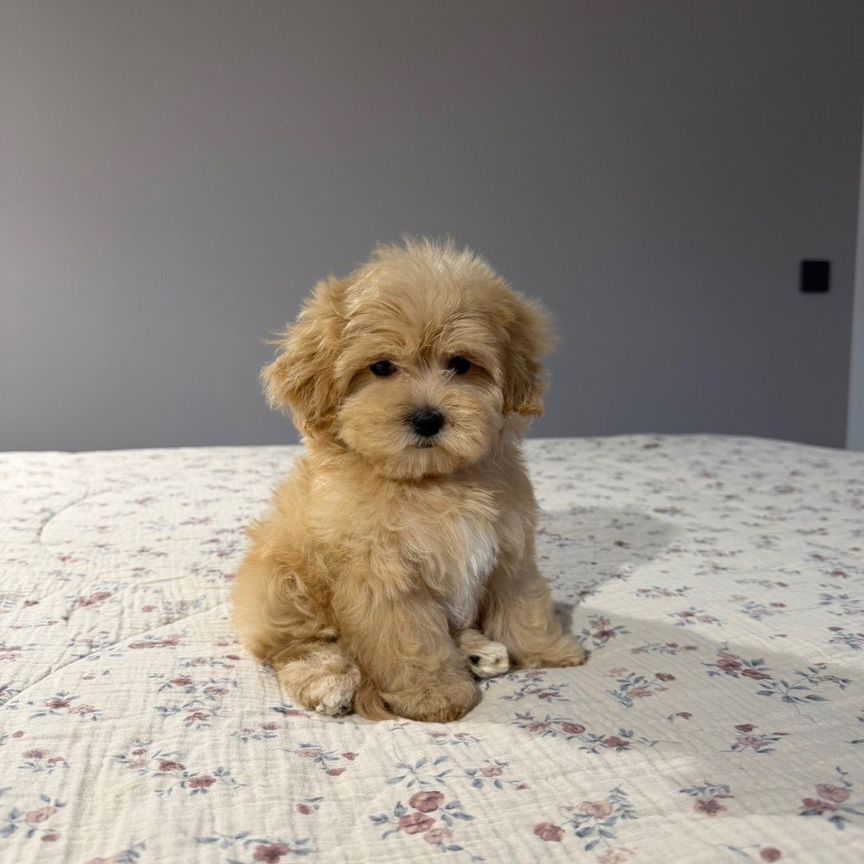 Мальтипу, щенок