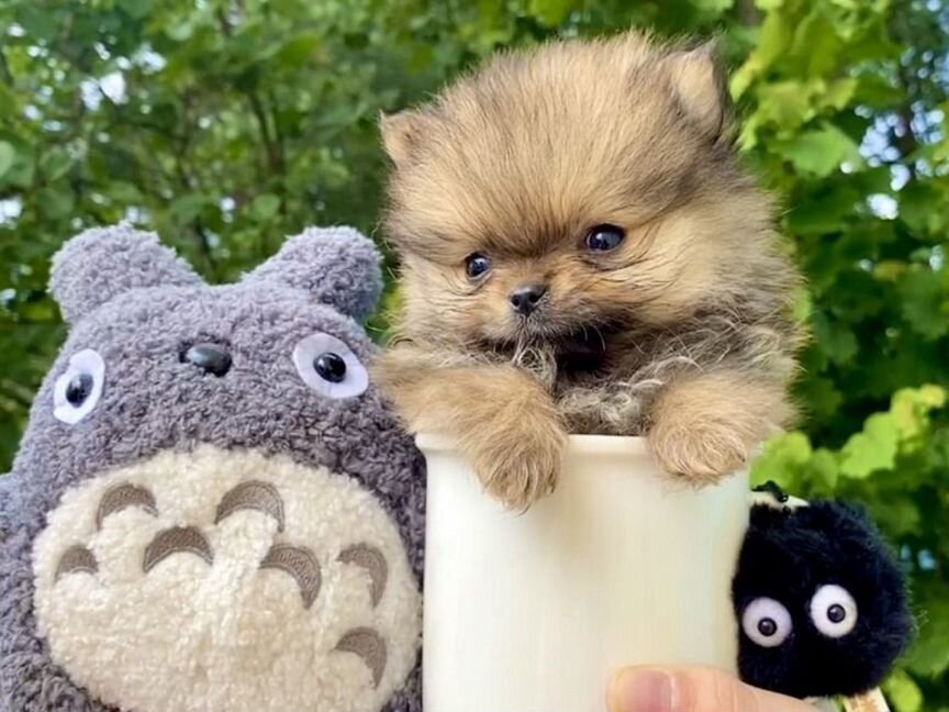 Померанский шпиц микро мальчик