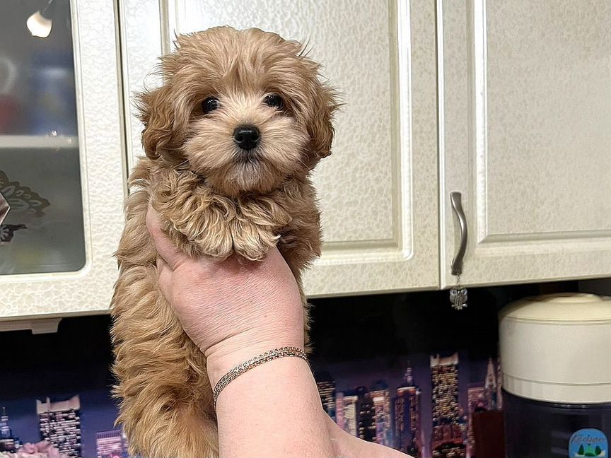 Мальтипу ф1 кукольный малыш Бонечка